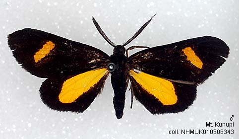 Papua Insects Foundation (Lepidoptera/Geometridae(Ennominae)/Ctimene ...